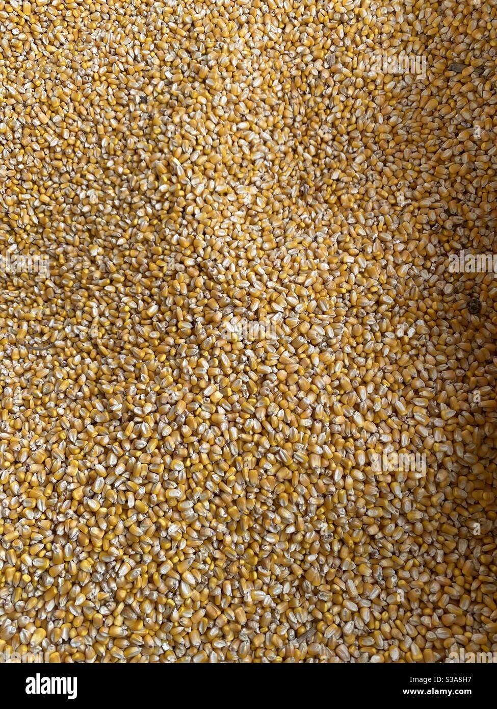 Full background of golden corn kernels Stock Photo - Alamy