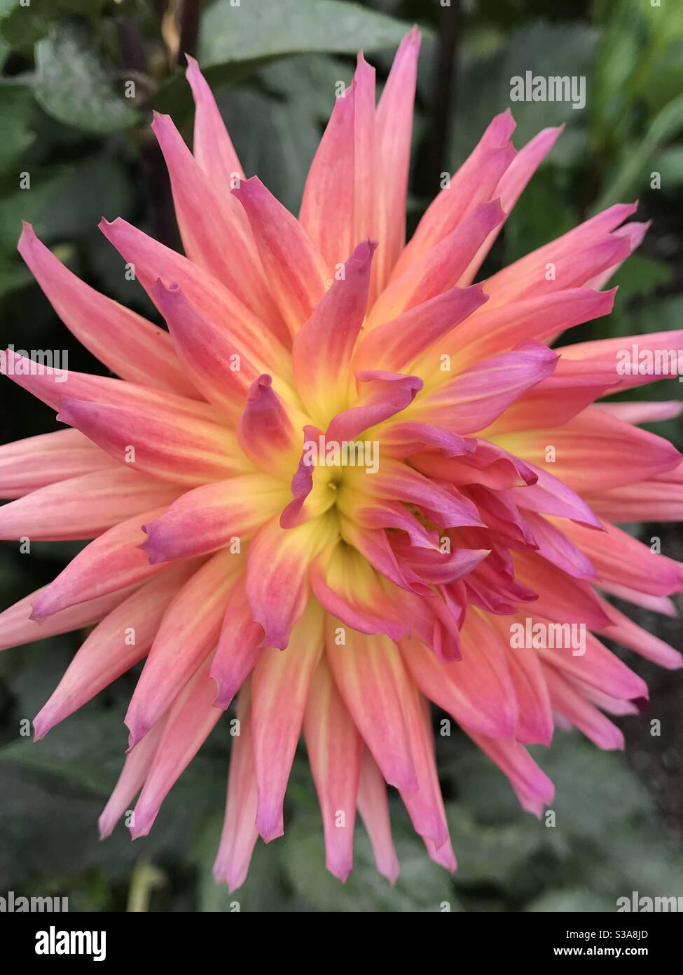 Coral dahlia hi-res stock photography and images - Alamy