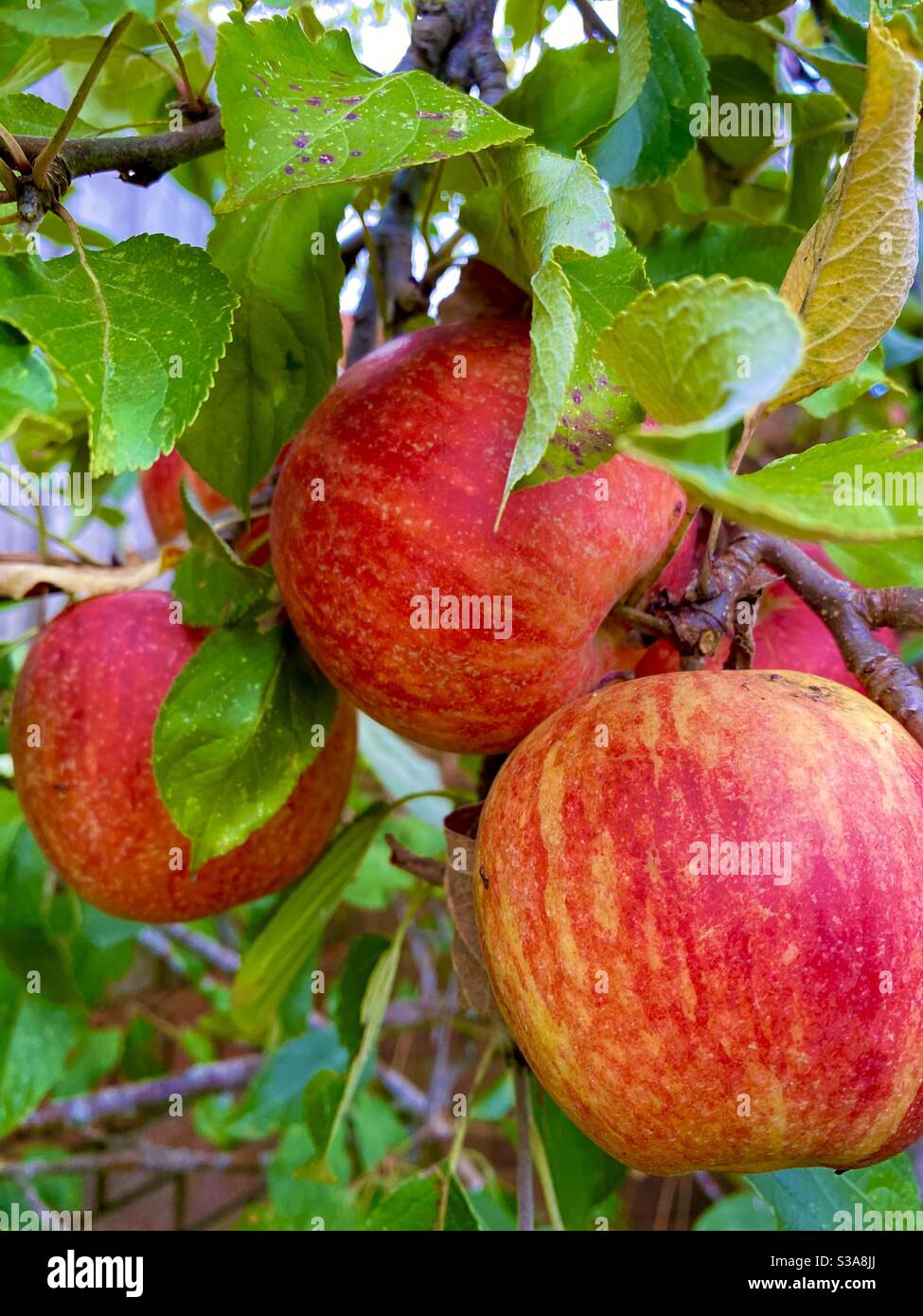 Cider tree tree of cider hi-res stock photography and images - Alamy