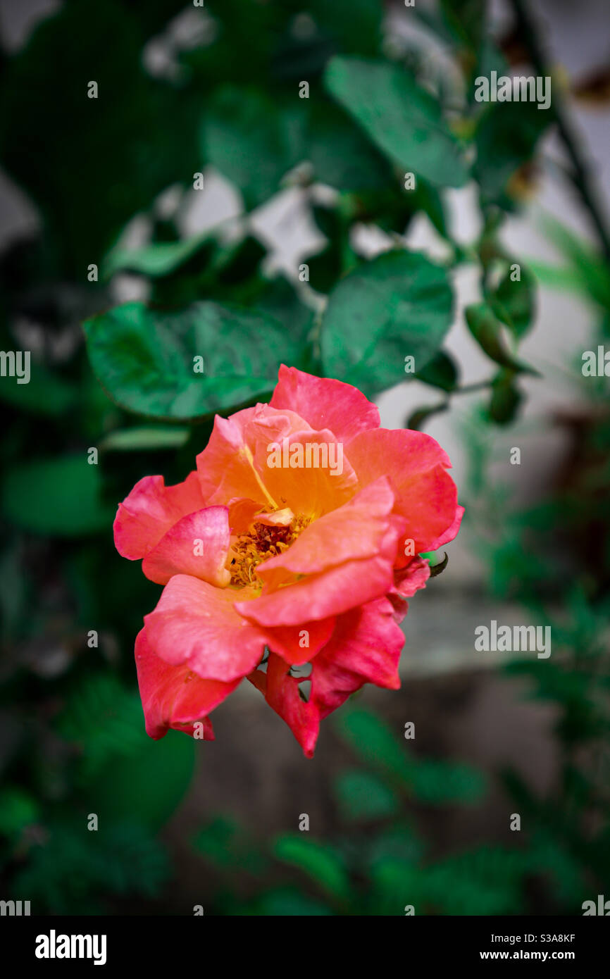 Mature rose hi-res stock photography and images - Alamy
