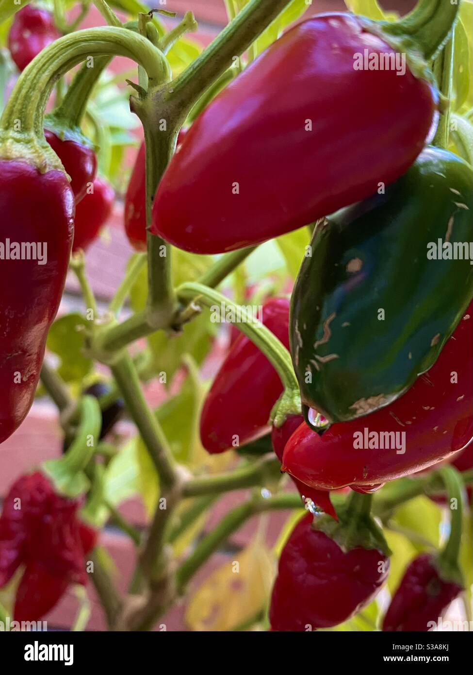 Green chilli plant hi-res stock photography and images - Alamy