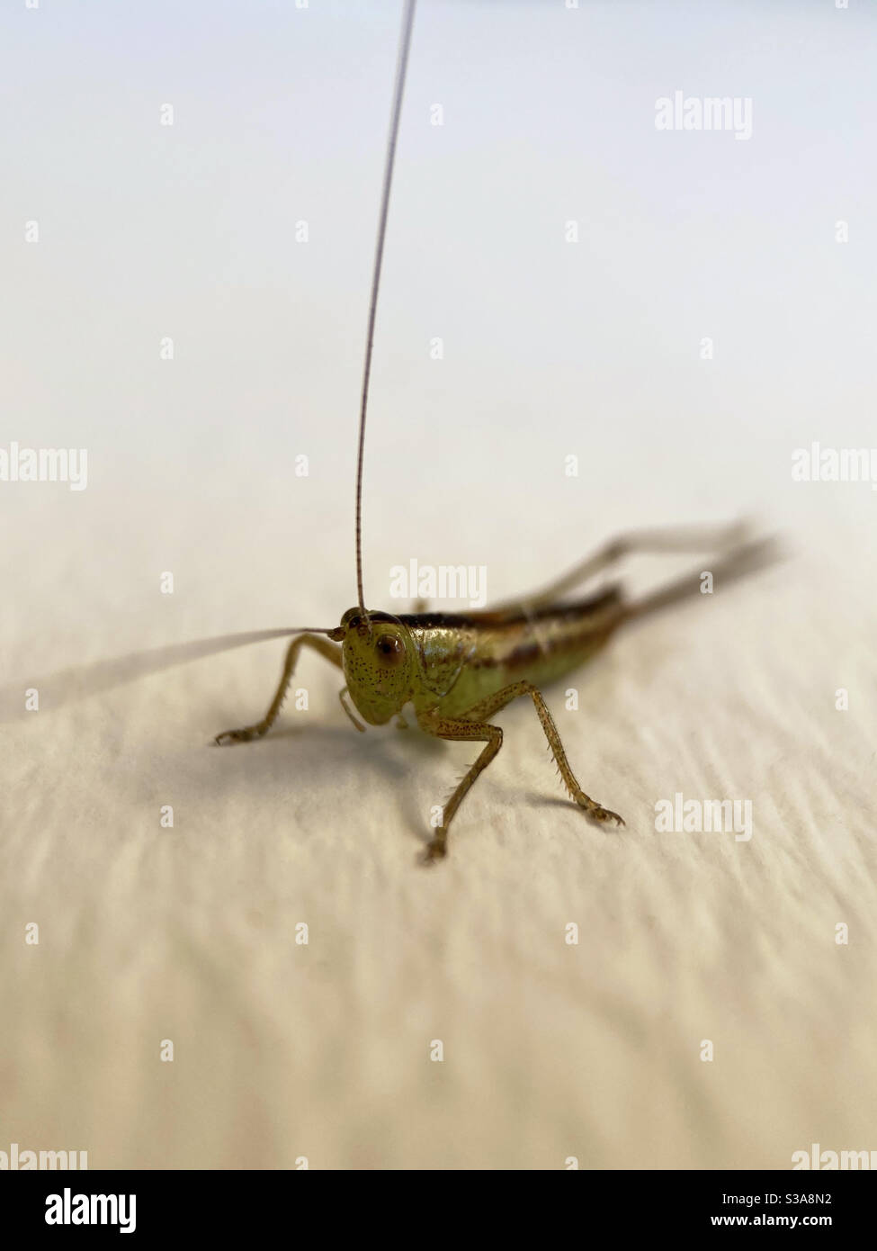 Up close grasshopper hi-res stock photography and images - Alamy