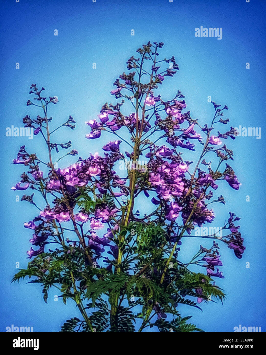 Jacaranda tree with flowers hi-res stock photography and images - Alamy