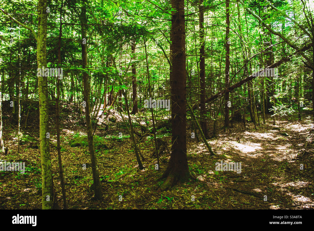 Bright green forest hi-res stock photography and images - Alamy