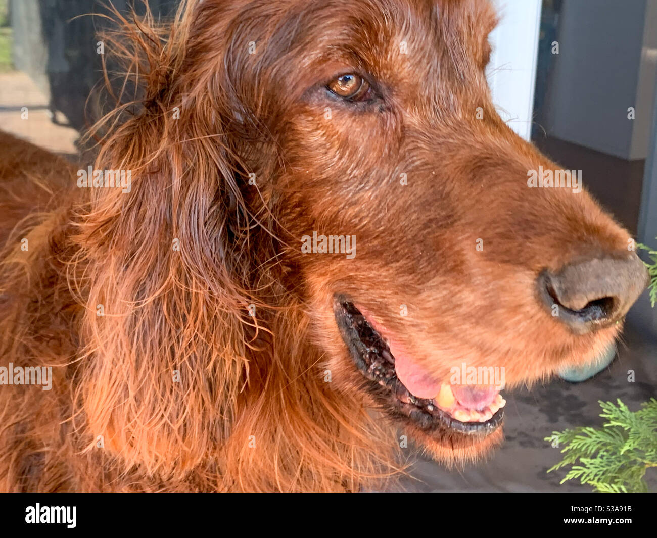 Dog face hi-res stock photography and images - Alamy