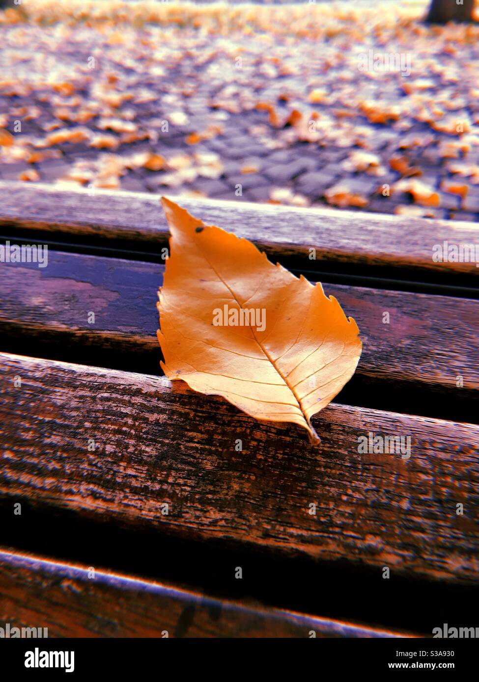 Leaf on the bench Stock Photo - Alamy