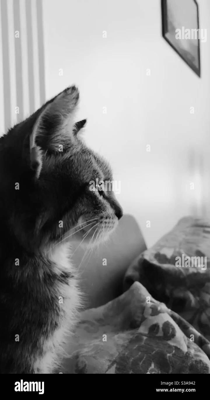 Dsh hi-res stock photography and images - Alamy