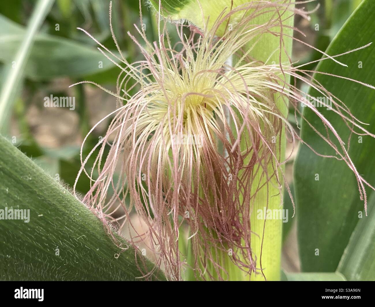 Colorful bloom of an ear of corn Stock Photo - Alamy