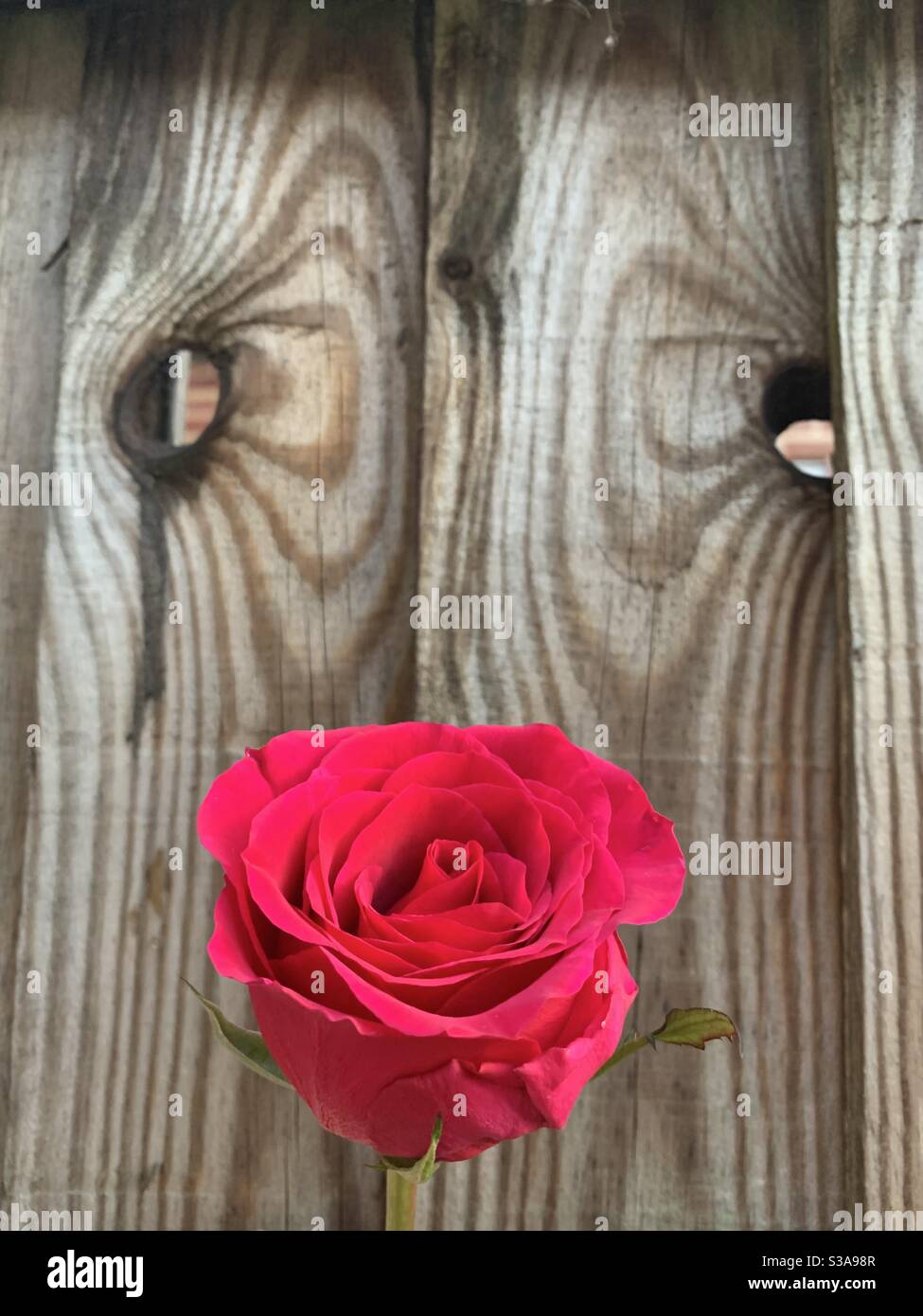 A red rose as a nose on a face Stock Photo - Alamy