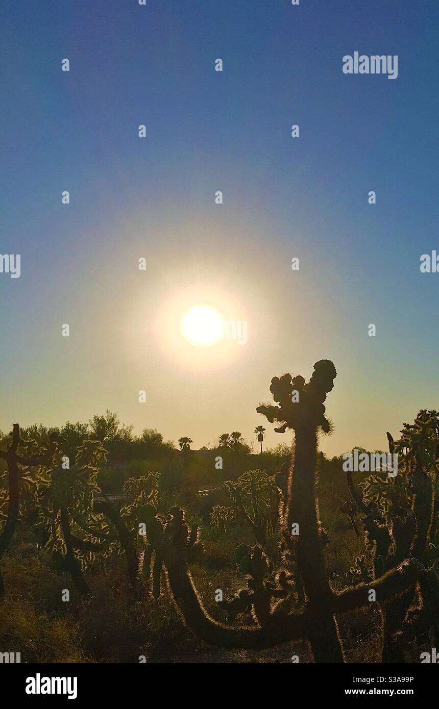 October sun still shines intensely over the desert Stock Photo - Alamy