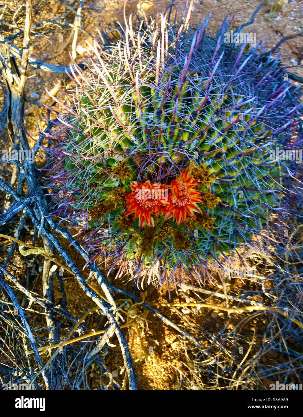 Desert inspired hi-res stock photography and images - Alamy