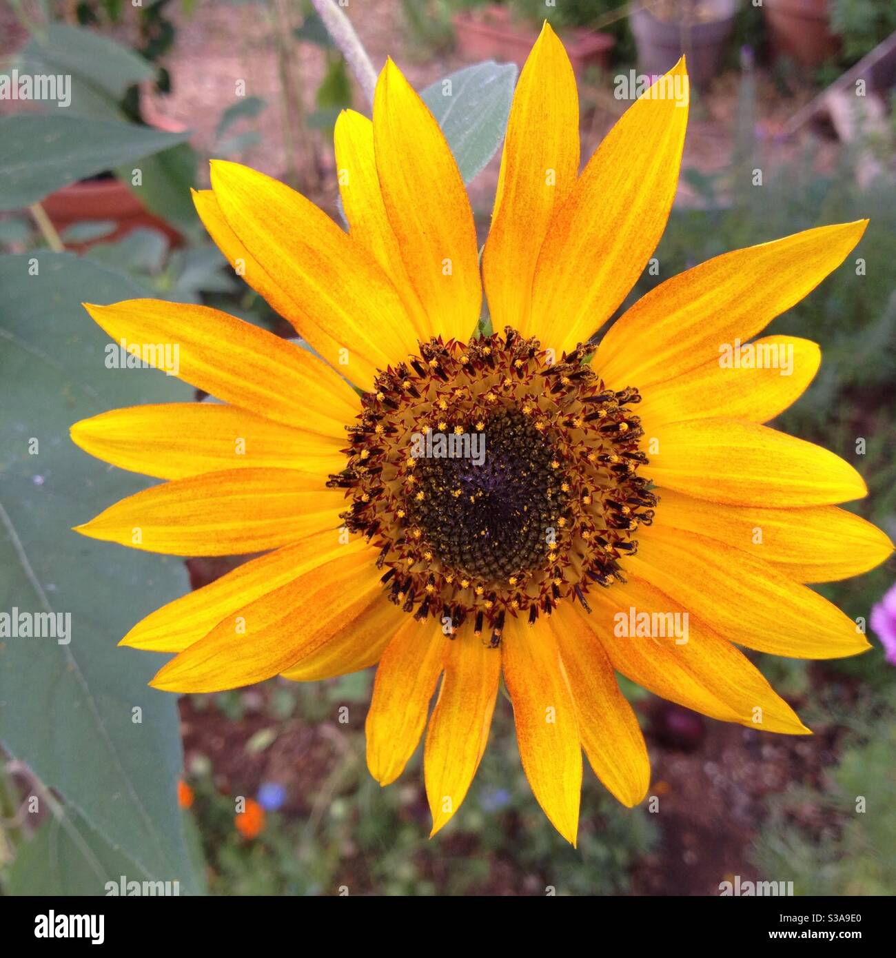 Sunflower flower plant hi-res stock photography and images - Alamy
