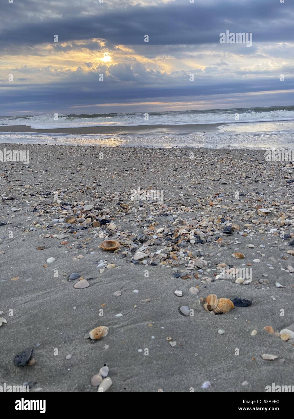 Beach seashells hi-res stock photography and images - Alamy