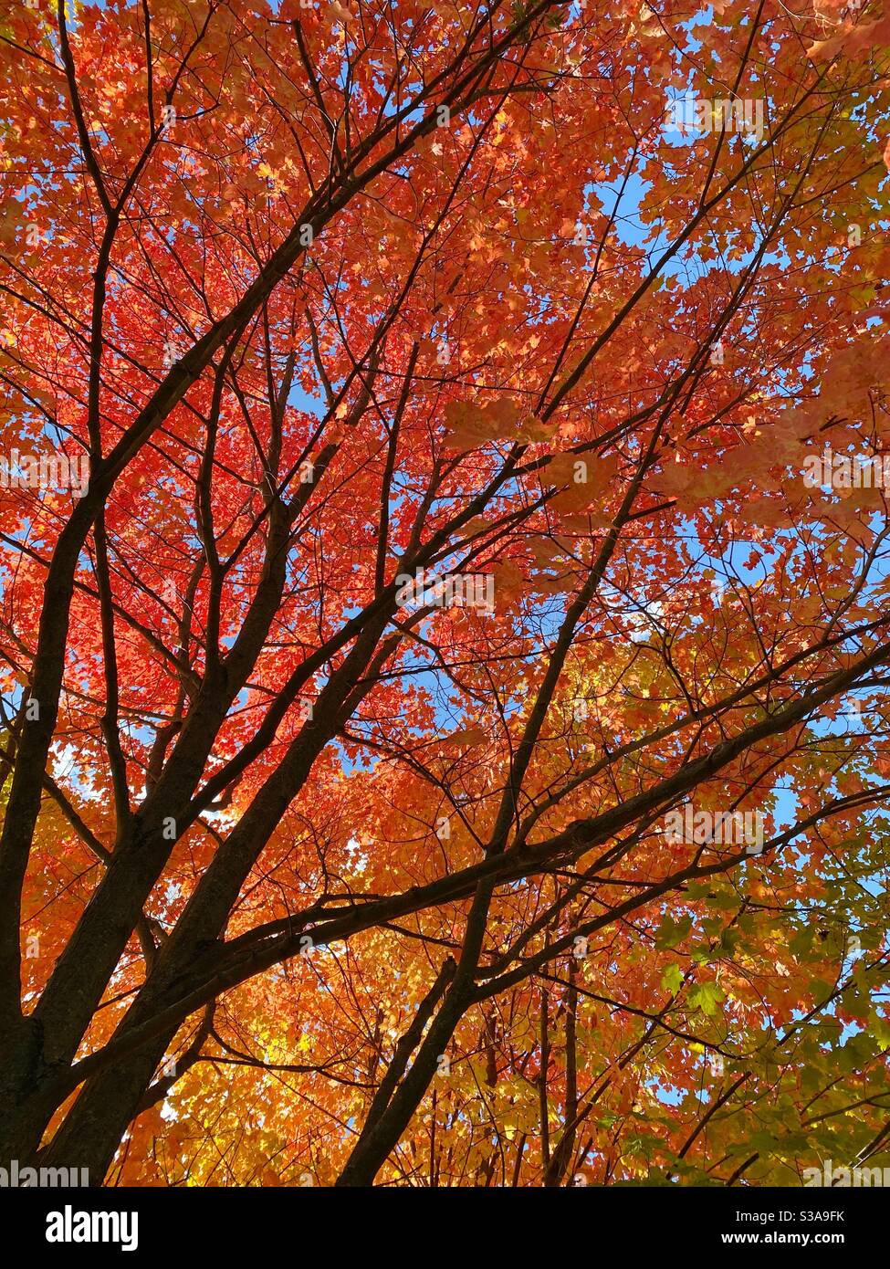 Fall colours trees hi-res stock photography and images - Alamy