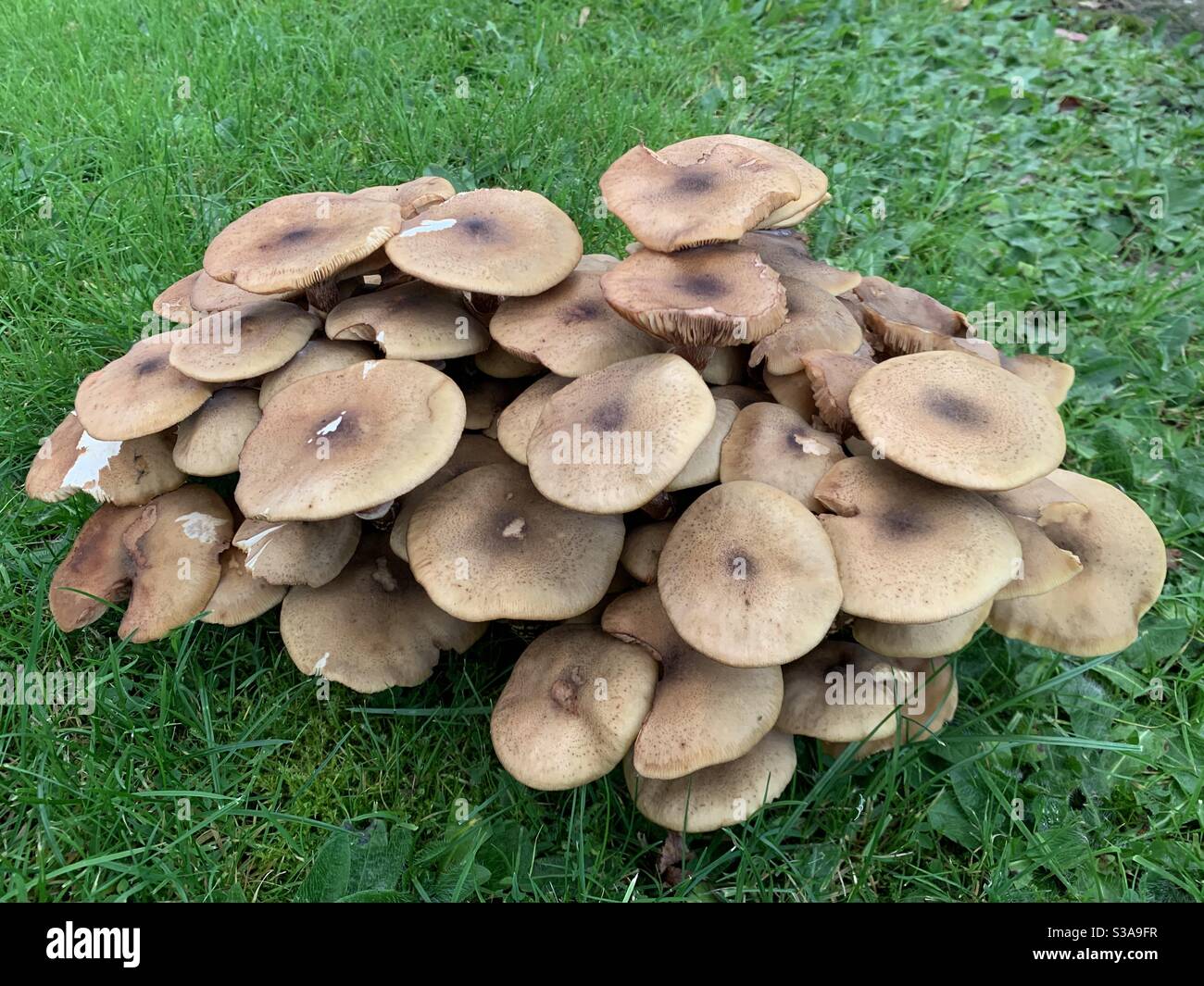 Tree Fungi High Resolution Stock Photography and Images - Alamy