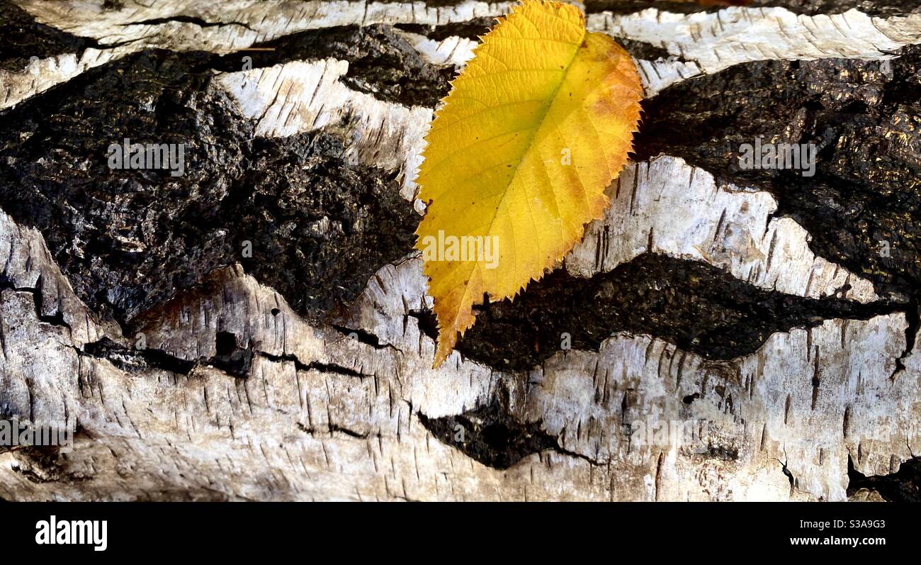 Leaf on bark Stock Photo - Alamy