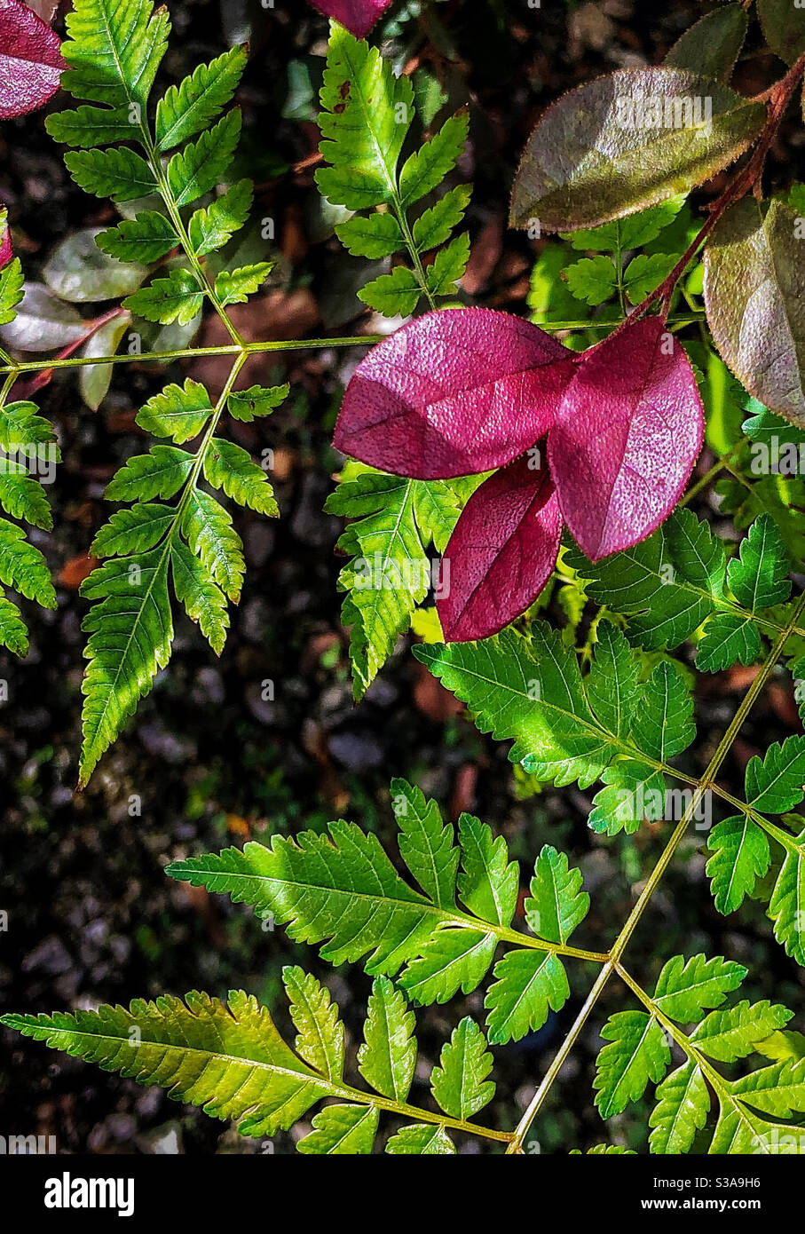 Three red leaves hi-res stock photography and images - Alamy