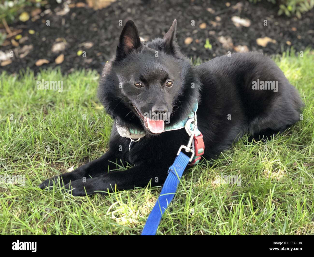 Schipperke Husky Mix