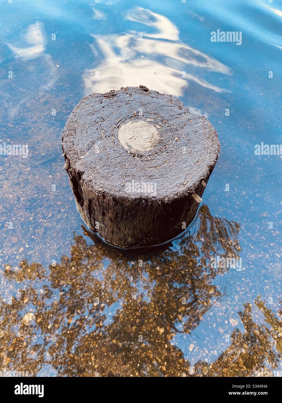 Tree log in water hi-res stock photography and images - Alamy