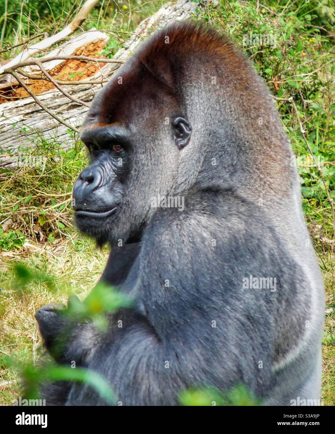 Silverback Gorilla sitting in grass Stock Photo - Alamy