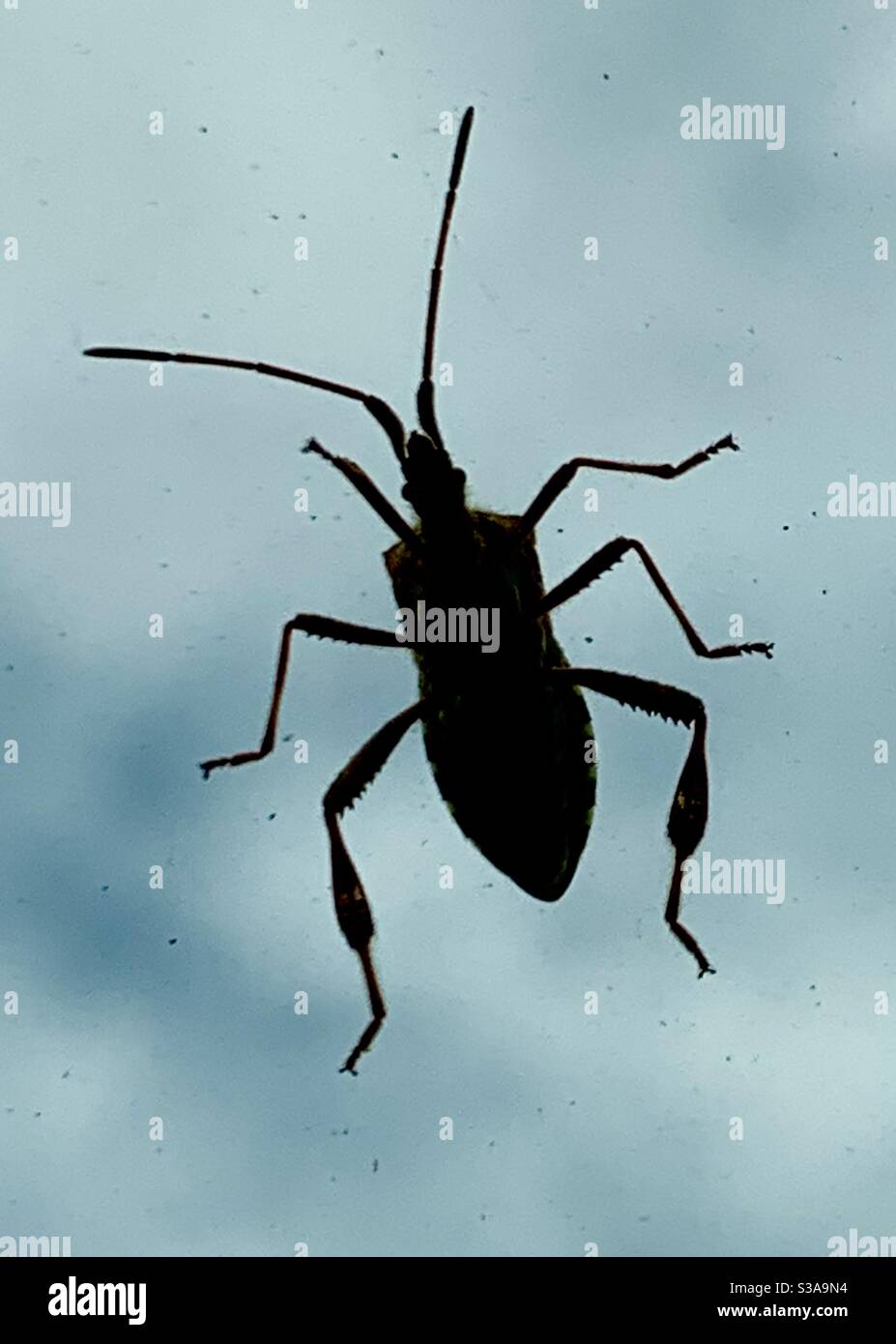 Creepy crawler hi-res stock photography and images - Alamy