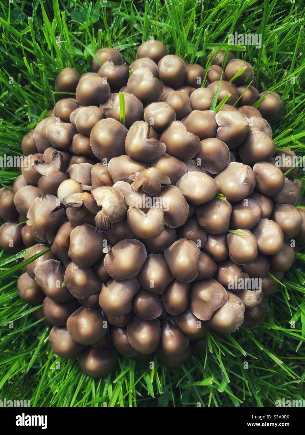 Clump of mushrooms hi-res stock photography and images - Alamy