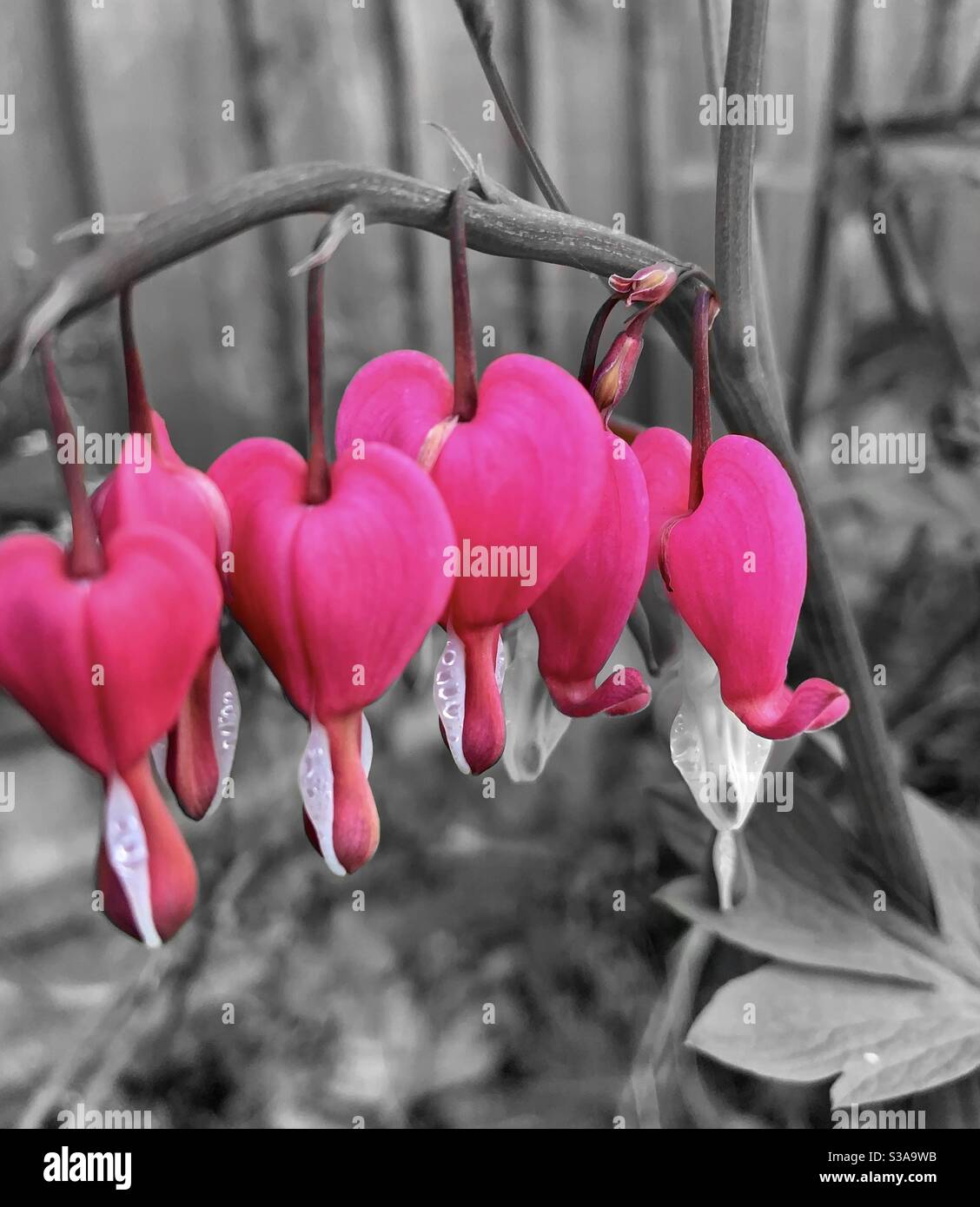Bleeding hearts hi-res stock photography and images - Alamy