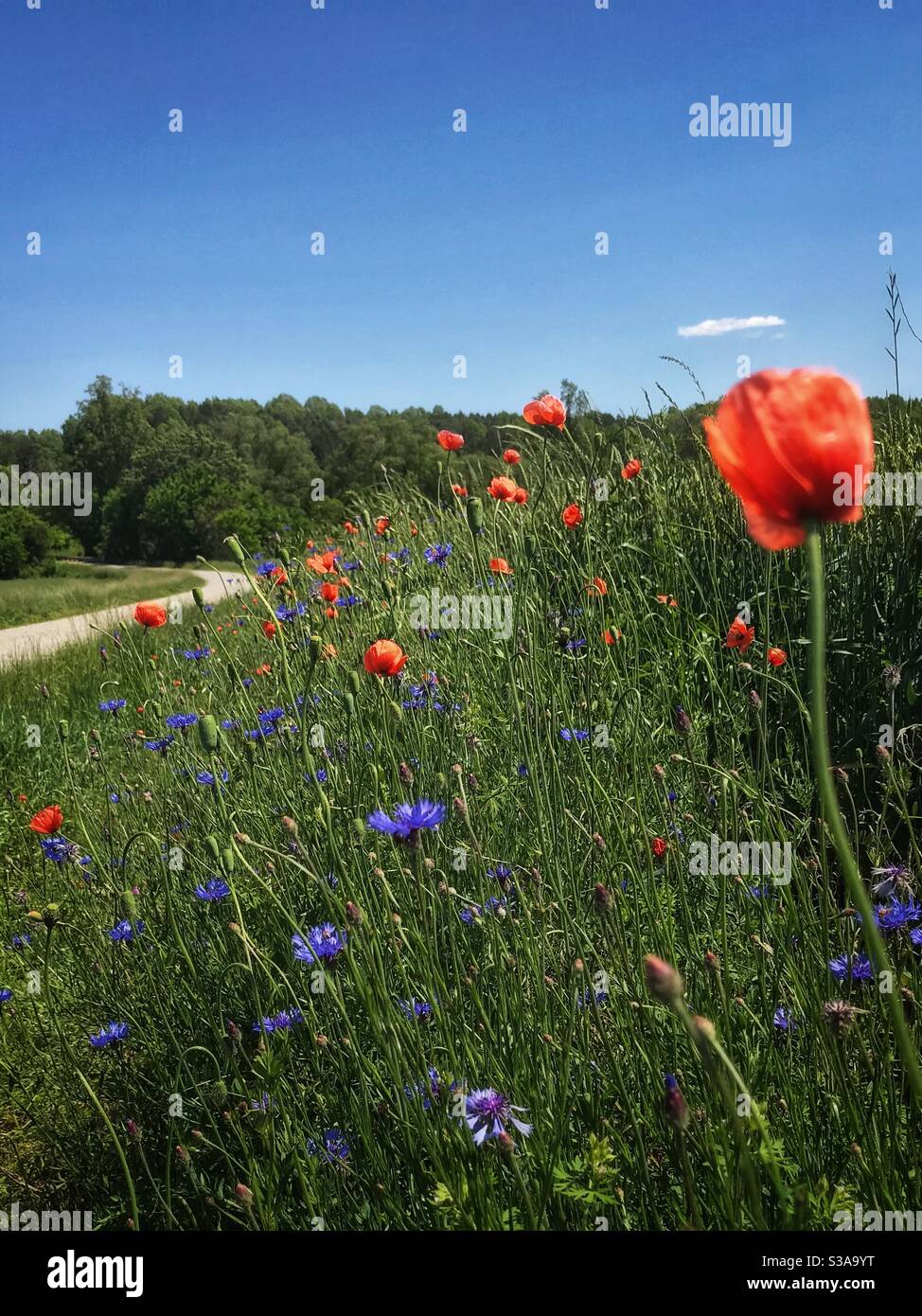 Red poppies and blue bachelor’s buttons in North Carolina meadow Stock ...