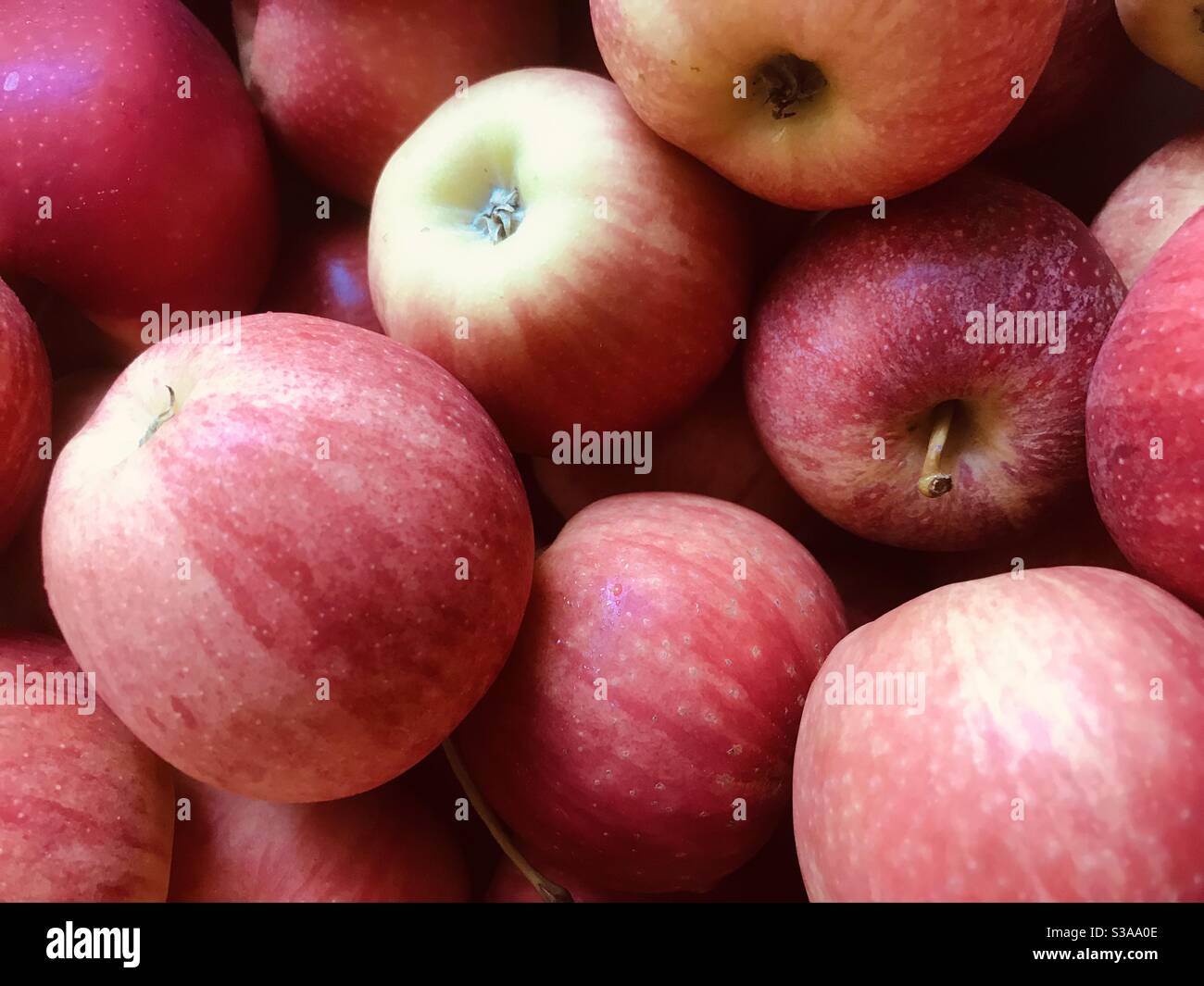 Crop red ripe apples smartphone stock photos and images - Alamy