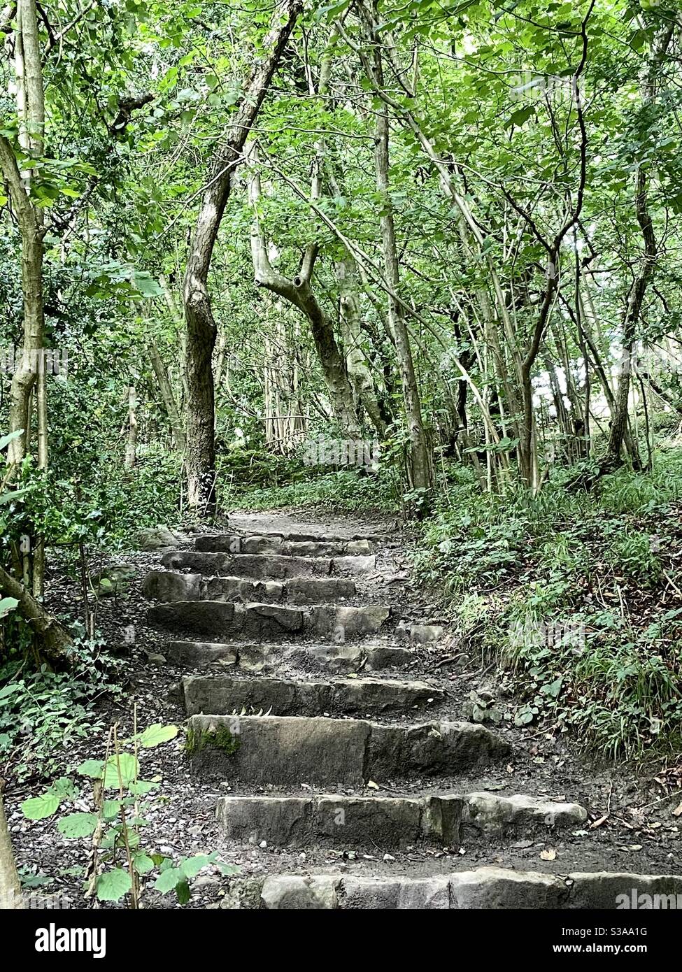 Woodland footpath with stone steps Stock Photo - Alamy