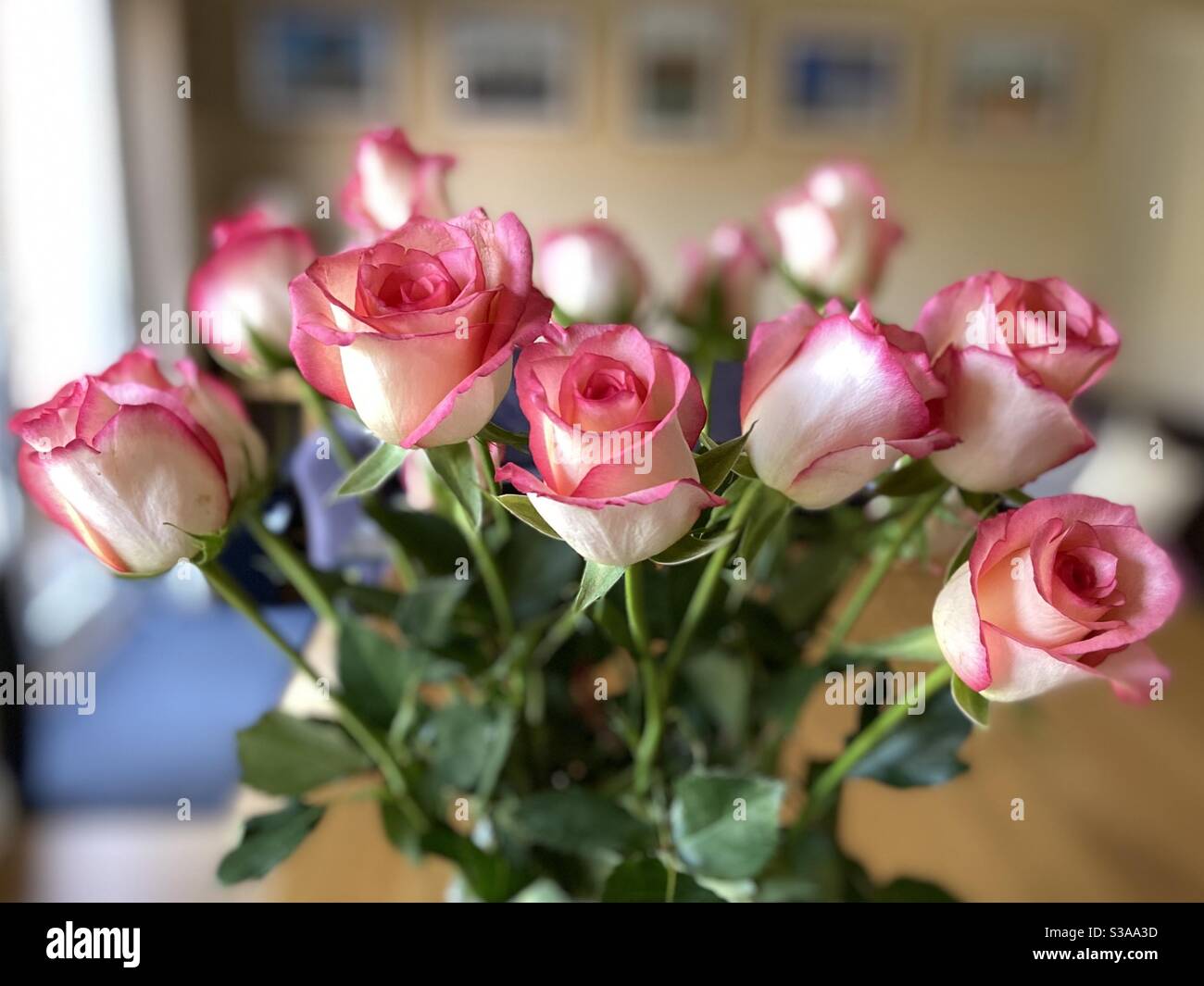 Pink tipped roses Stock Photo - Alamy