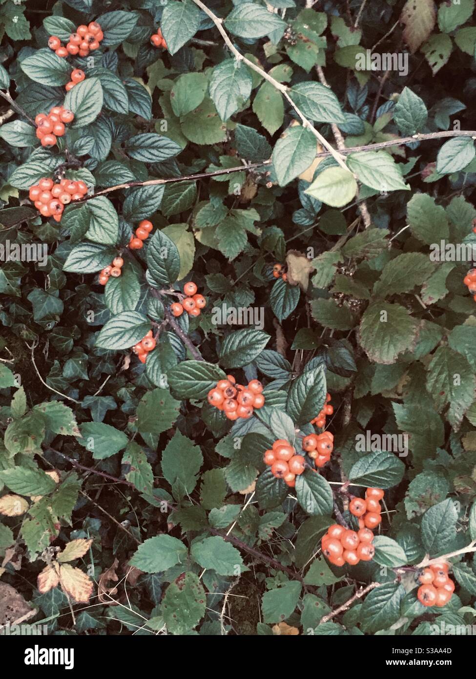 Whimsical berries hi-res stock photography and images - Alamy