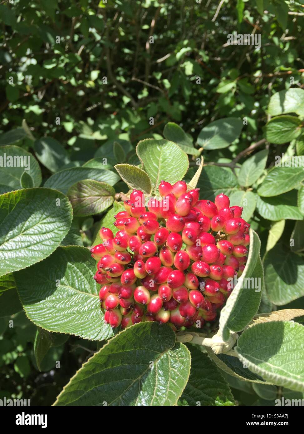 Summer kent hi-res stock photography and images - Alamy