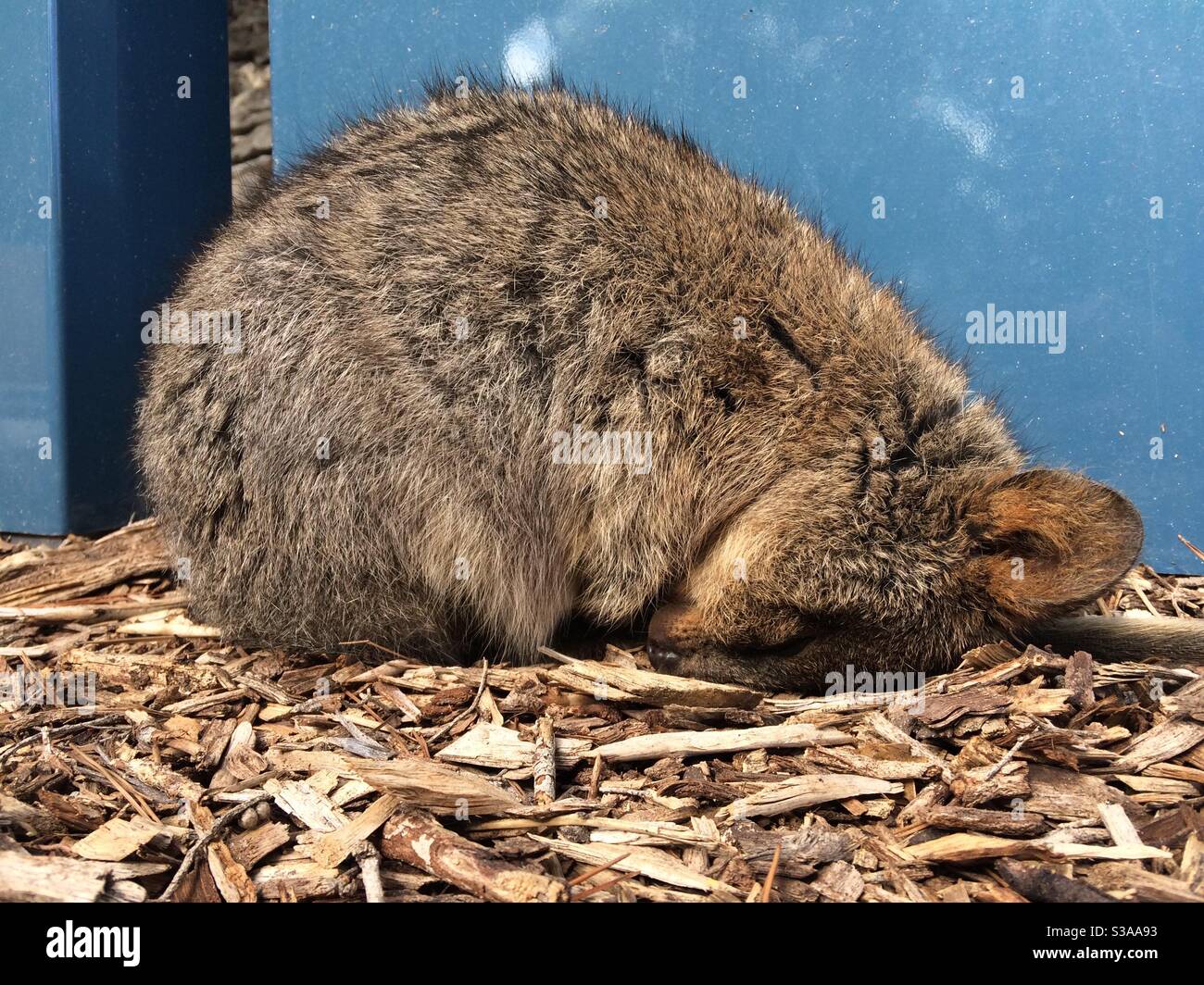 Sleeping quokka on Rottnest Island, Western Australia Stock Photo - Alamy