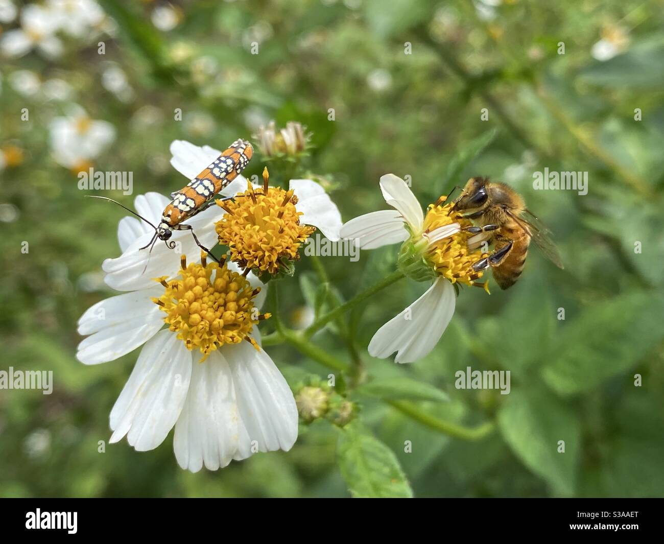 Honeybee and webworm moth getting pollen from white daisy flowers Stock ...