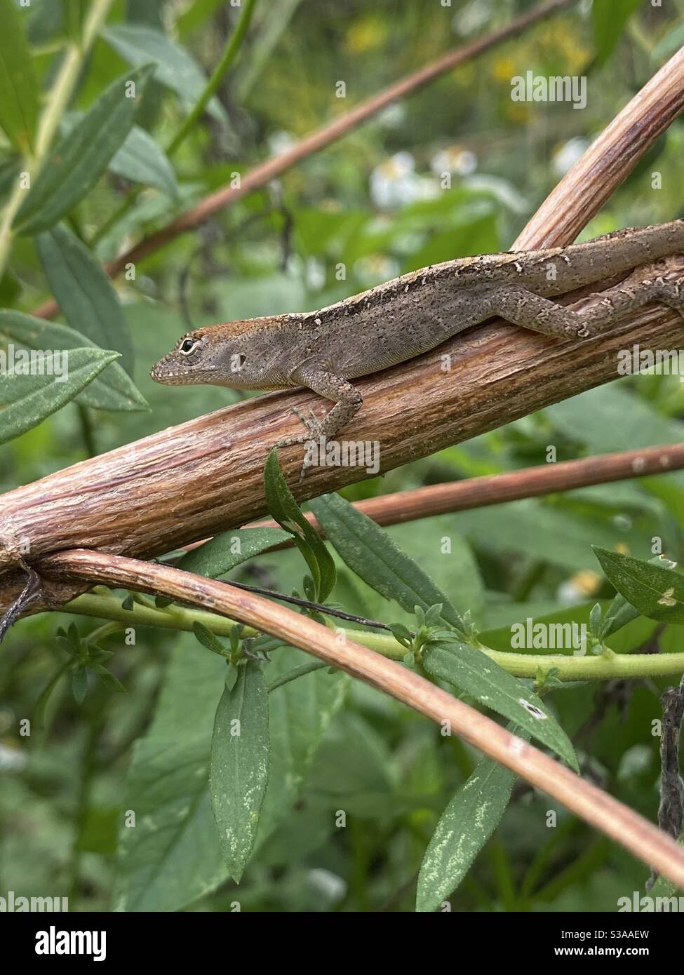 Brown anole lizard hanging onto a branch in the forest Stock Photo - Alamy