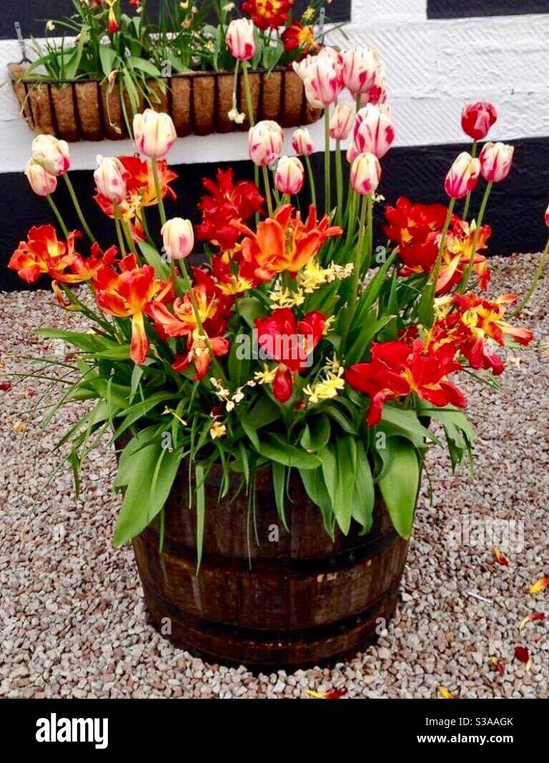 Flowers in a tub hi-res stock photography and images - Alamy