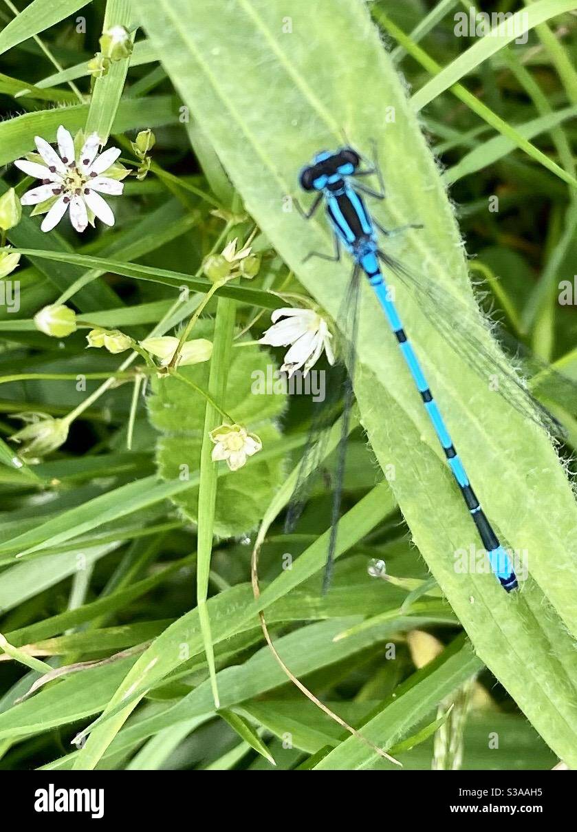 Blue mayfly hi-res stock photography and images - Alamy