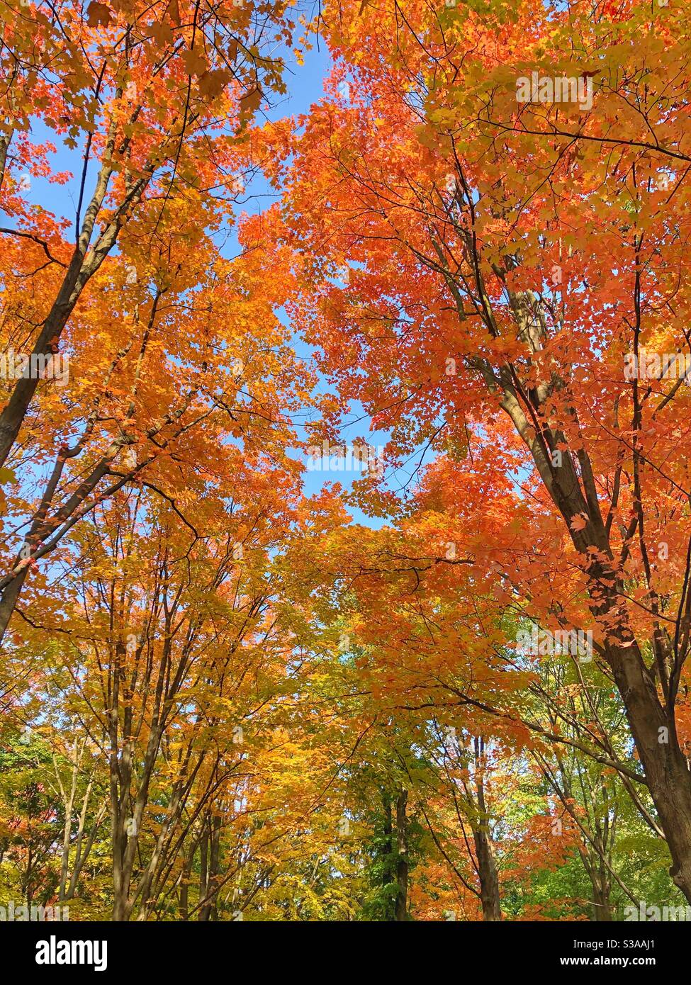 Colourful autumn colours hi-res stock photography and images - Alamy