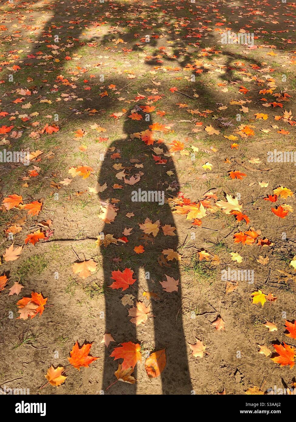 An autumn walk in the woods Stock Photo - Alamy