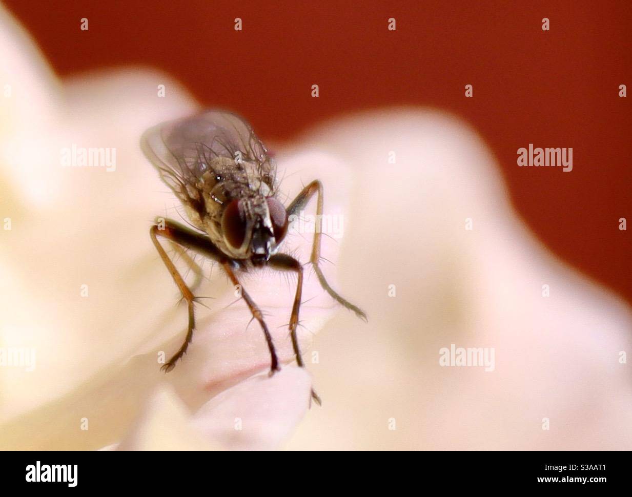 Bugs fly hi-res stock photography and images - Alamy