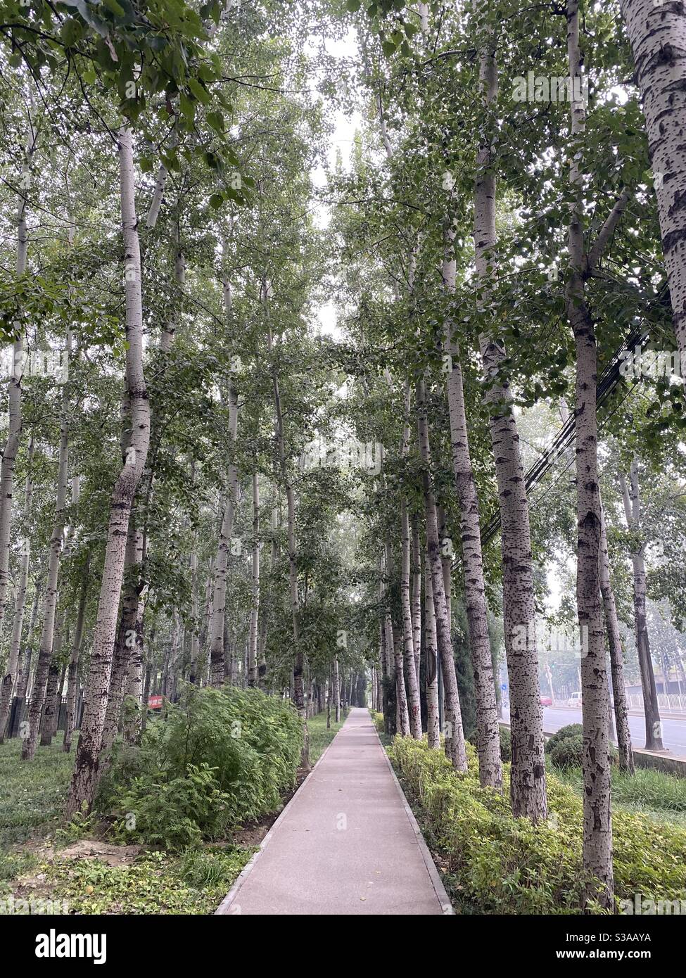 Path through trees Stock Photo - Alamy