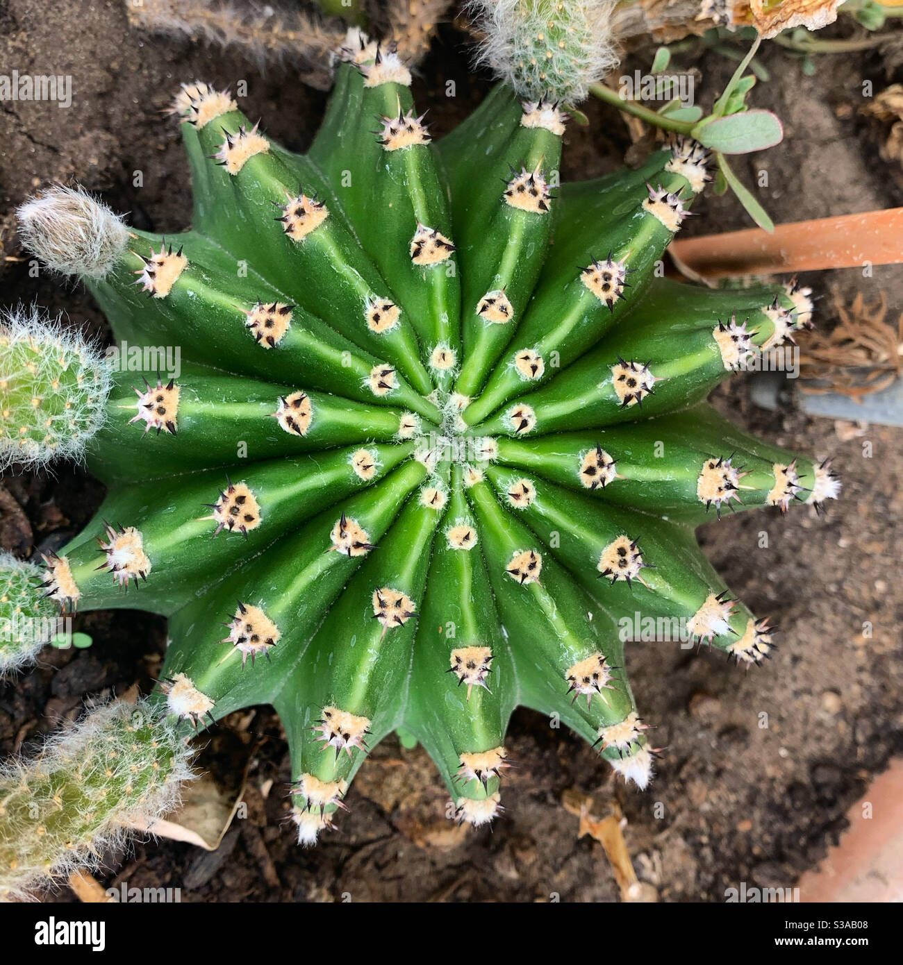 Cacto hi-res stock photography and images - Alamy