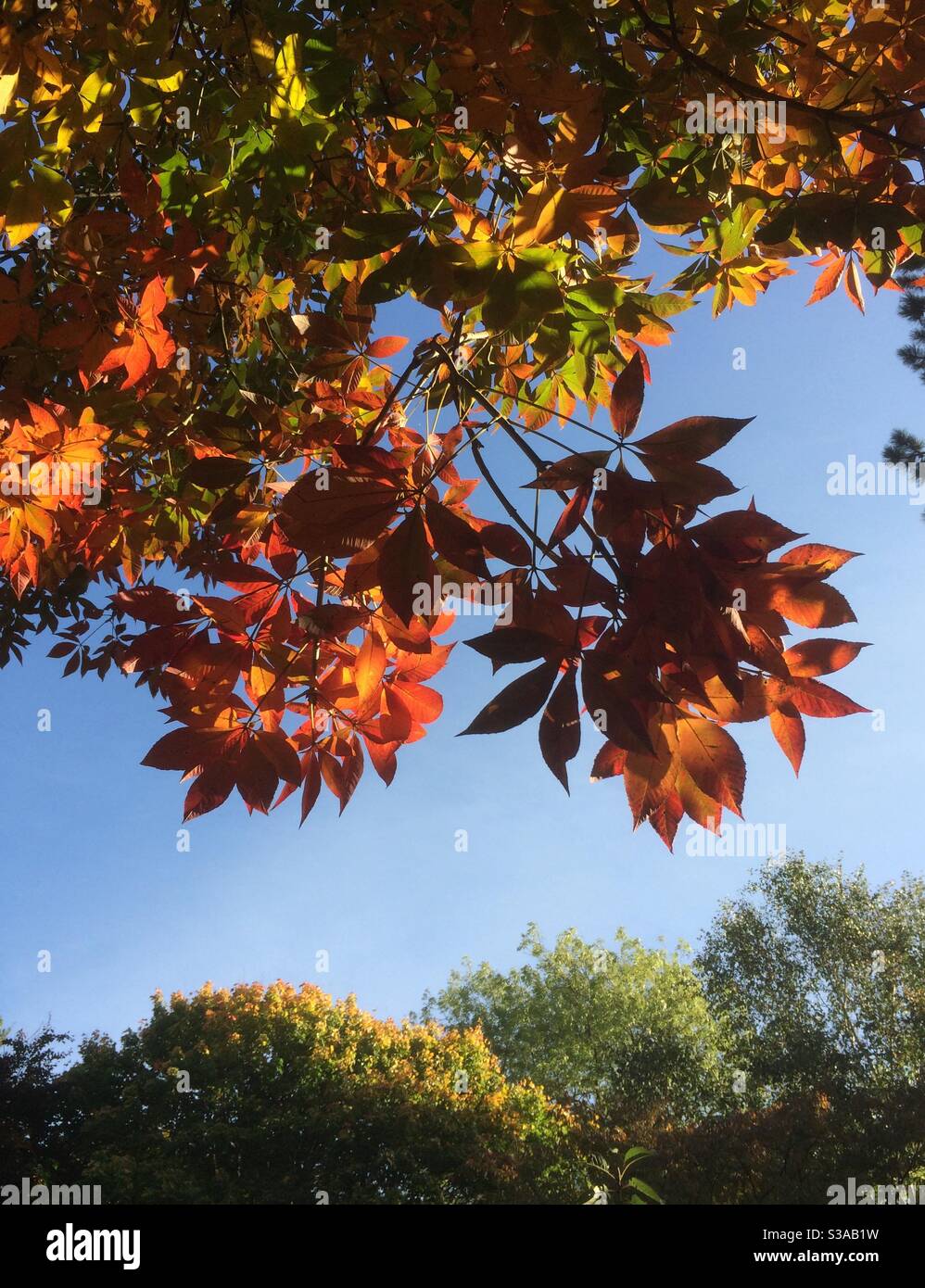 Vibrant Autumn colours in Manchester, England Stock Photo - Alamy