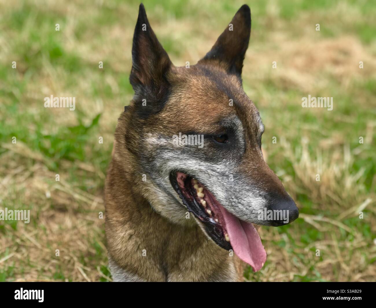 Dog malinois hi-res stock photography and images - Alamy