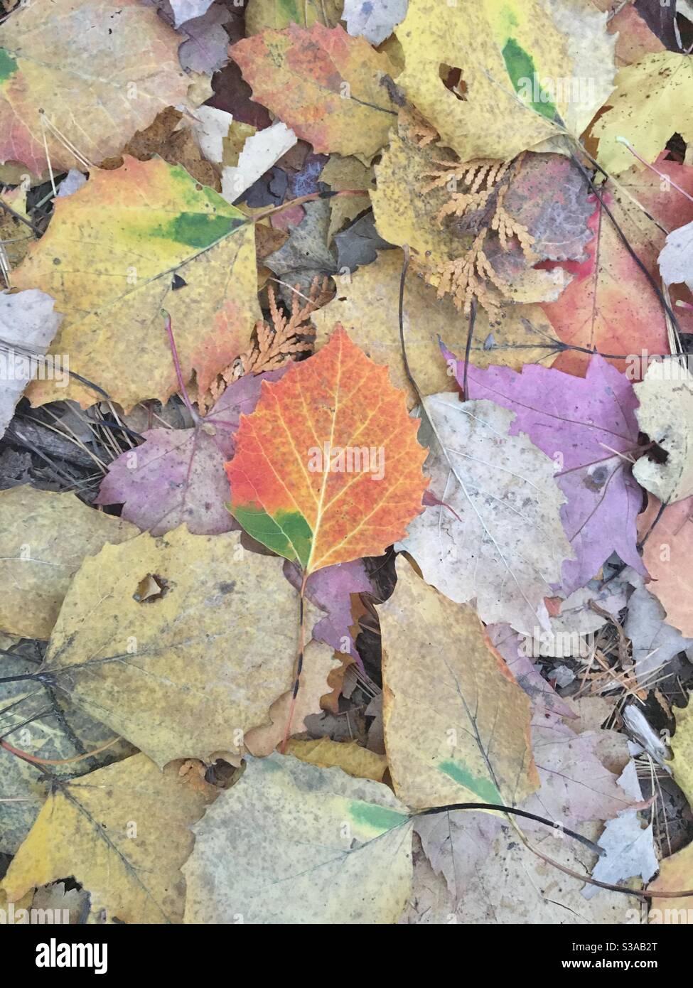 Fall leaf pile hi-res stock photography and images - Alamy