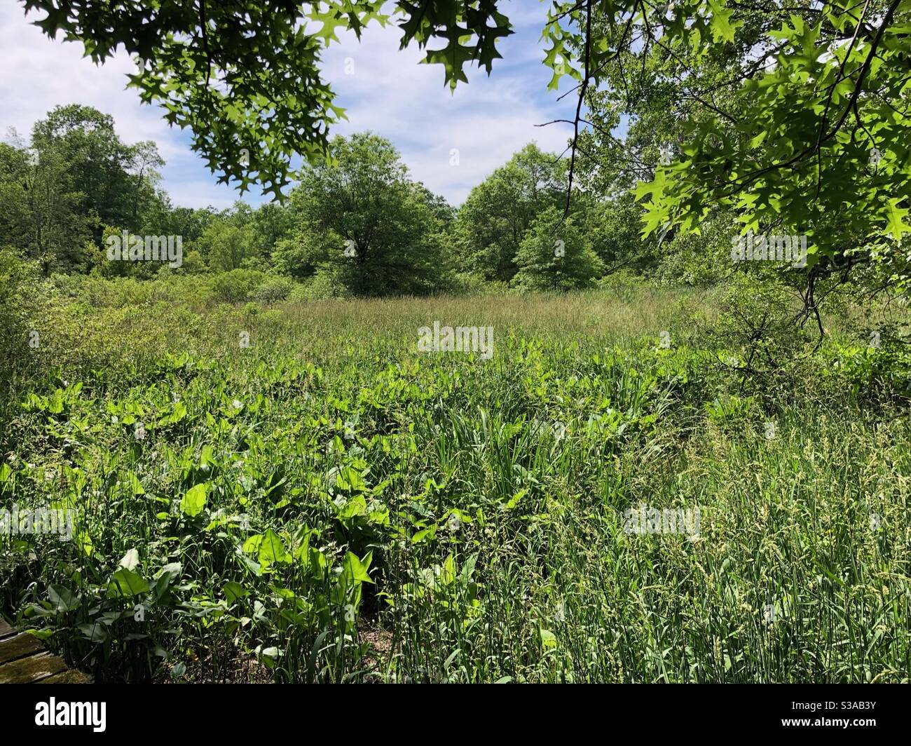 Marsh green hi-res stock photography and images - Alamy