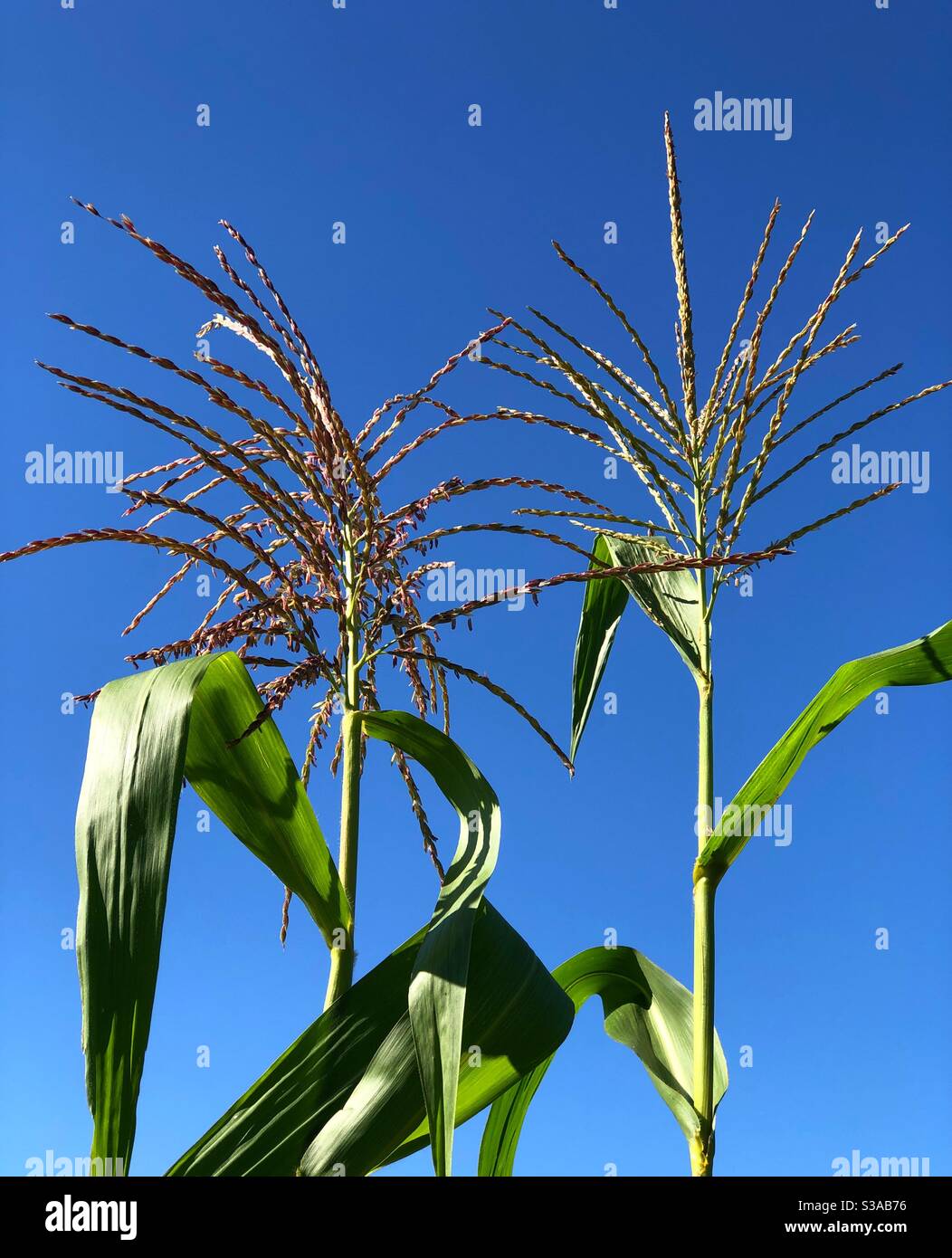 Stalks of flowers hi-res stock photography and images - Alamy