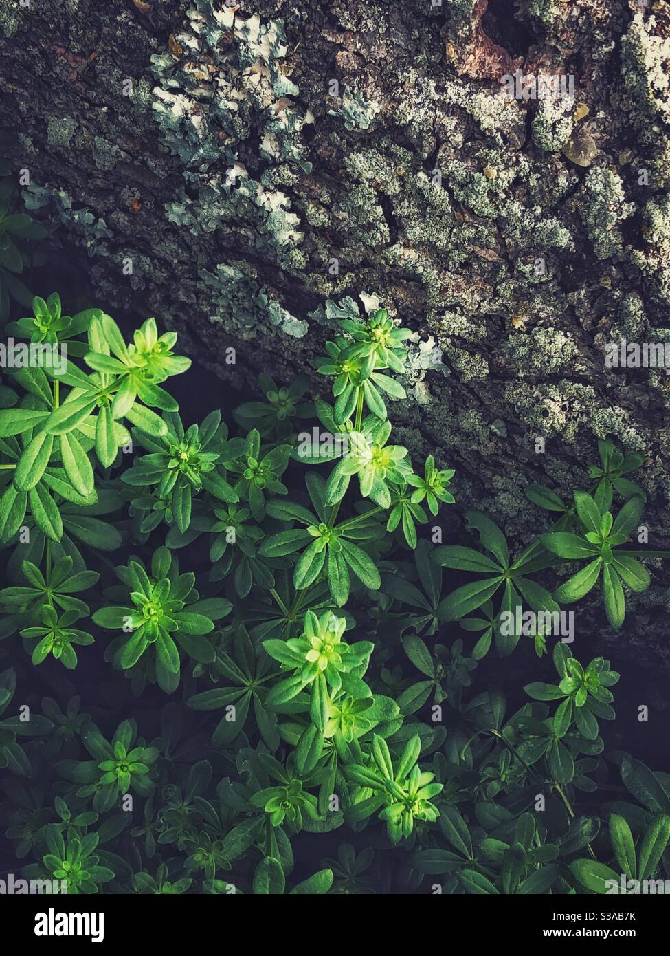 Green weeds growing against tree through filtered sunlight Stock Photo ...