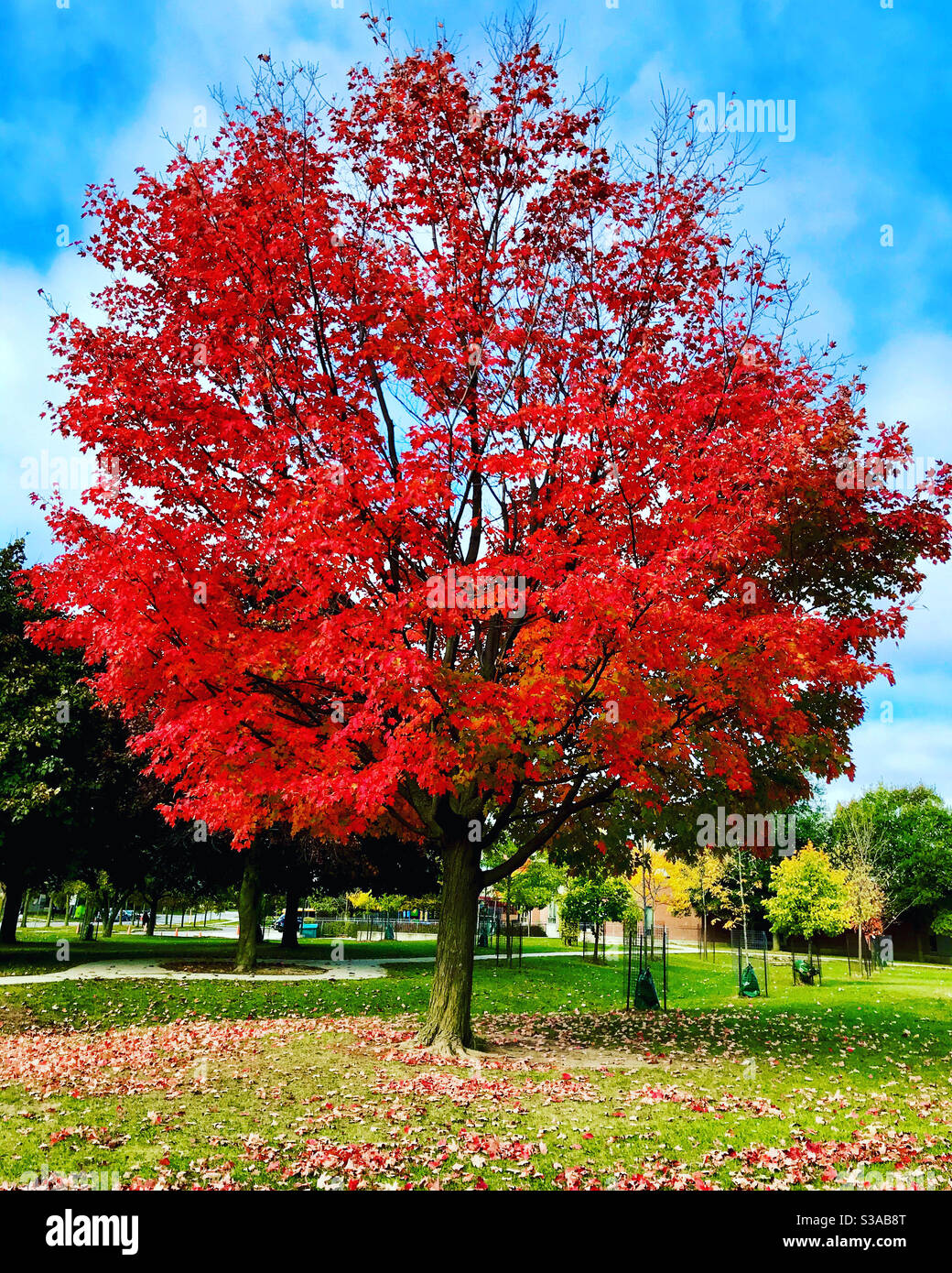 Red maple tree hi-res stock photography and images - Alamy